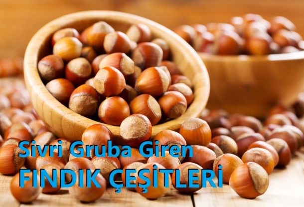 🌱Türkiye'de Yetişen Fındık Çeşitleri Nelerdir? ⭐️⭐️⭐️⭐️⭐️