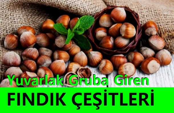 🌱Türkiye'de Yetişen Fındık Çeşitleri Nelerdir? ⭐️⭐️⭐️⭐️⭐️