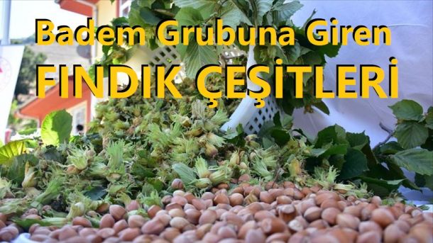 🌱Türkiye'de Yetişen Fındık Çeşitleri Nelerdir? ⭐️⭐️⭐️⭐️⭐️